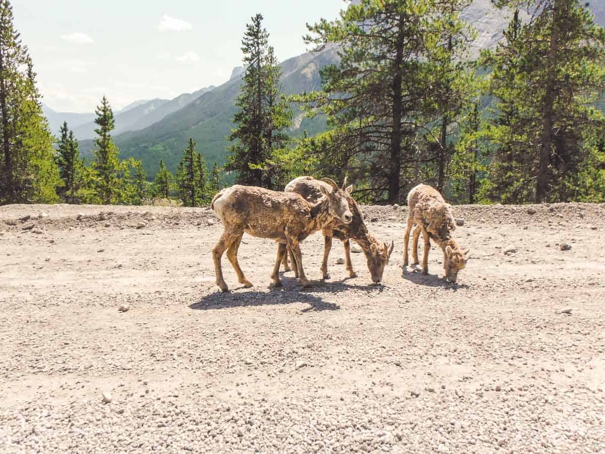 Karst Spring Trail in Kananaskis Country - Travel Banff Canada