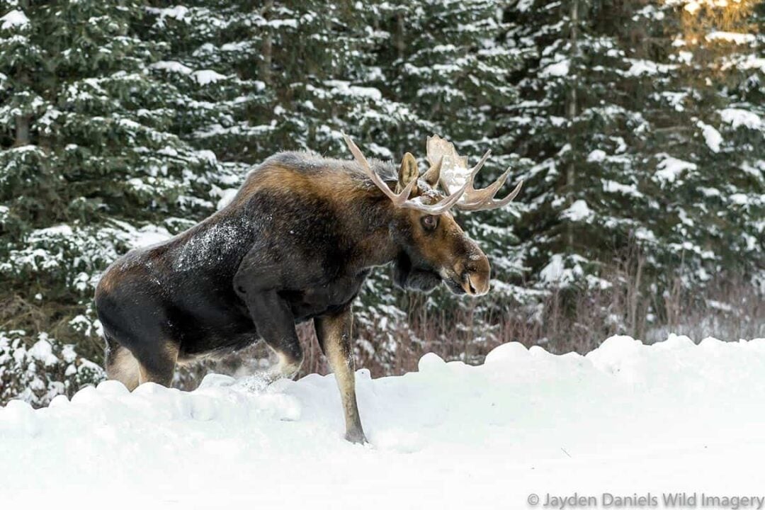 Where to See Wildlife in Banff: Local Viewing Tips - Travel Banff Canada