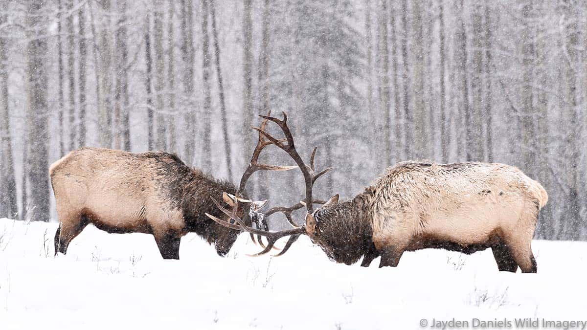 Where to See Wildlife in Banff: Local Viewing Tips - Travel Banff Canada