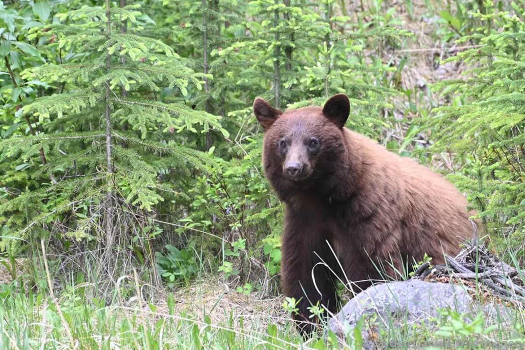 Expert Tips to Spot Banff Wildlife - Travel Banff Canada