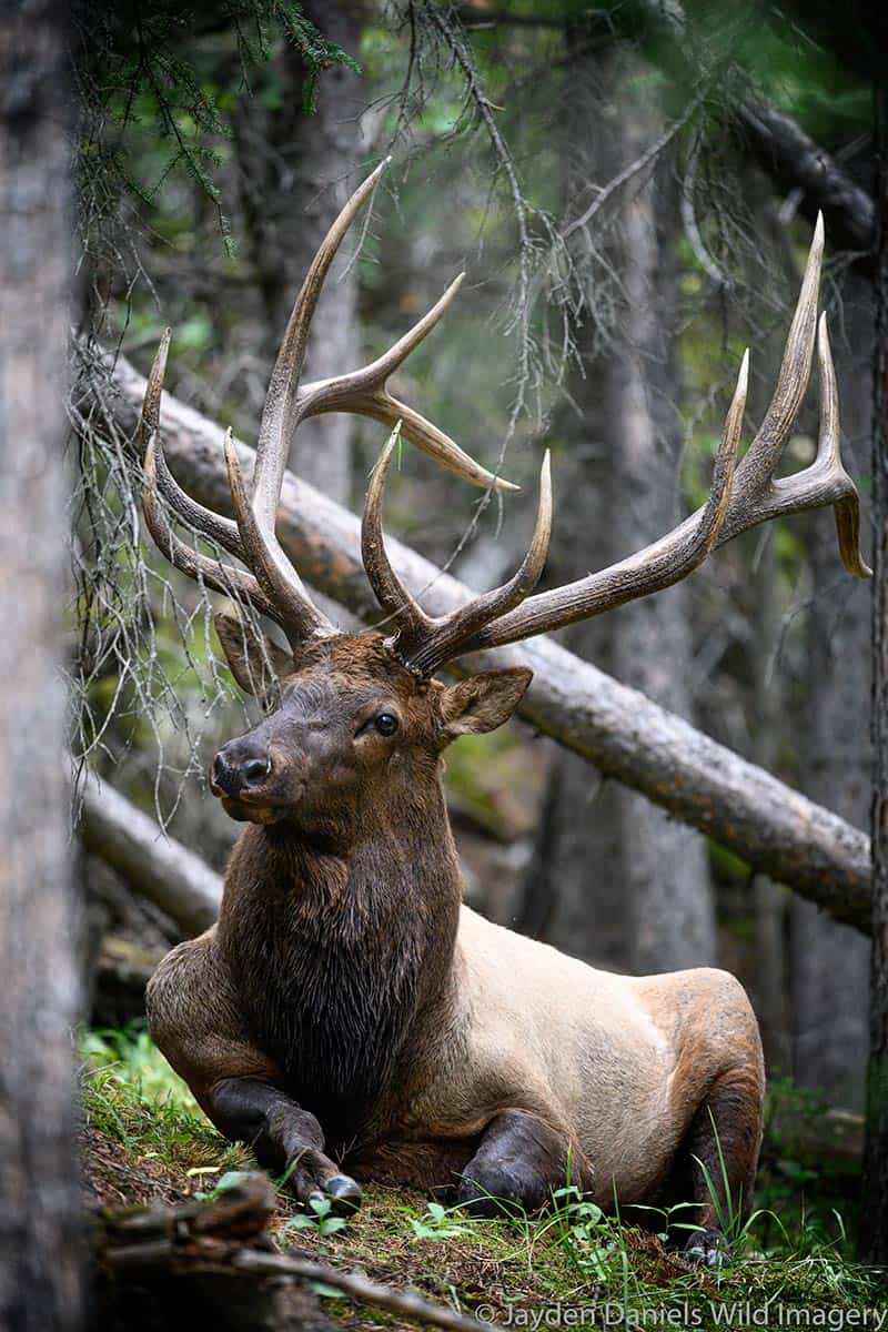 Where to See Wildlife in Banff: Local Viewing Tips - Travel Banff Canada