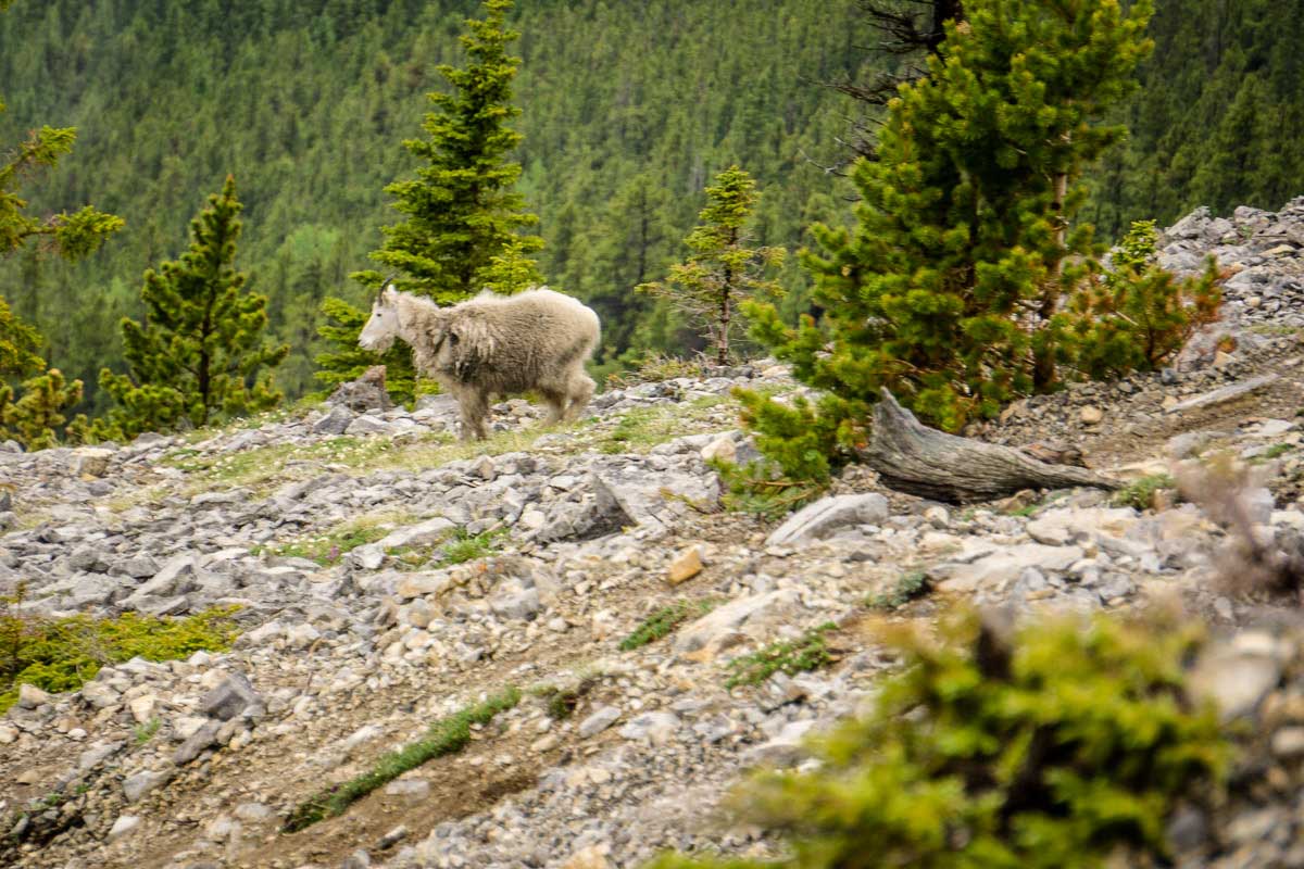 East End of Rundle Hike (EEOR) in Kananaskis - Travel Banff Canada