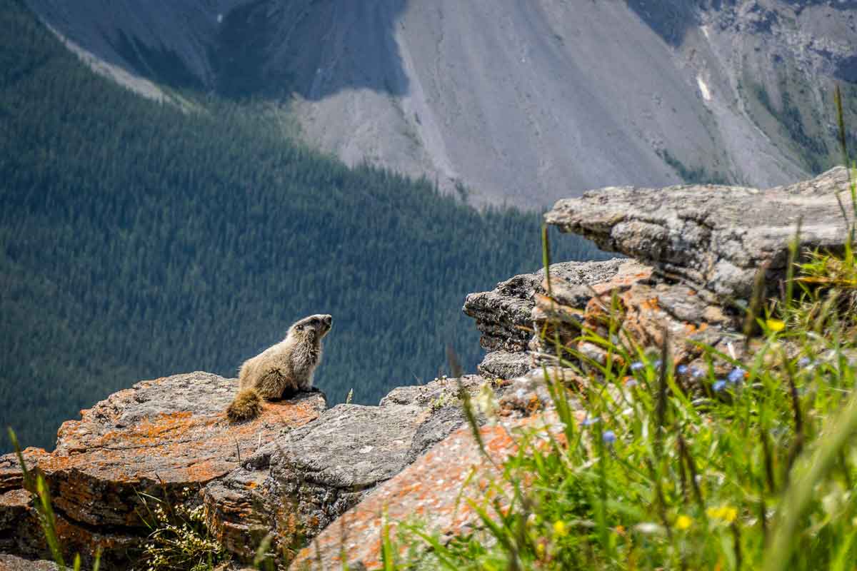 Wind Ridge Hike – Kananaskis Country - Travel Banff Canada