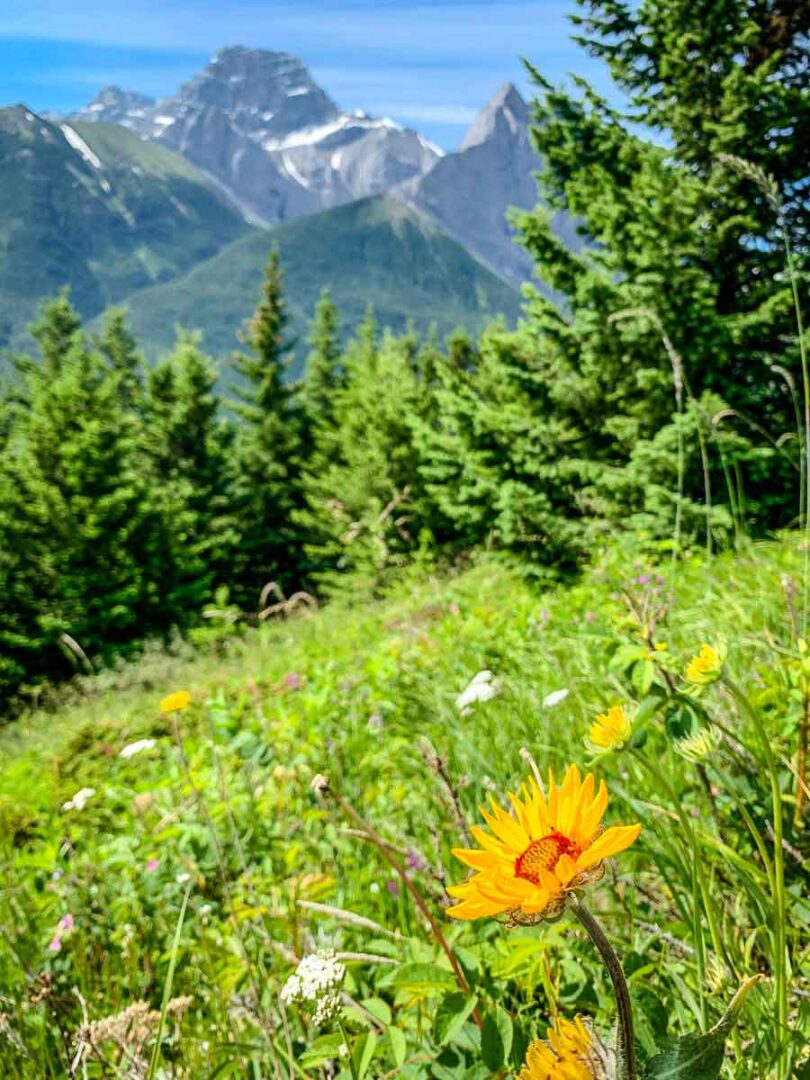 Wind Ridge Hike in Kananaskis Country - Travel Banff Canada
