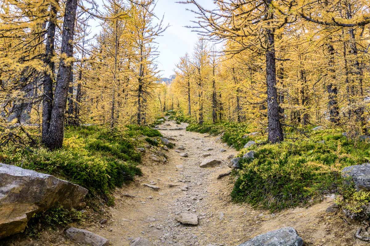 Saddleback Mountain Hike in Banff National Park - Travel Banff Canada