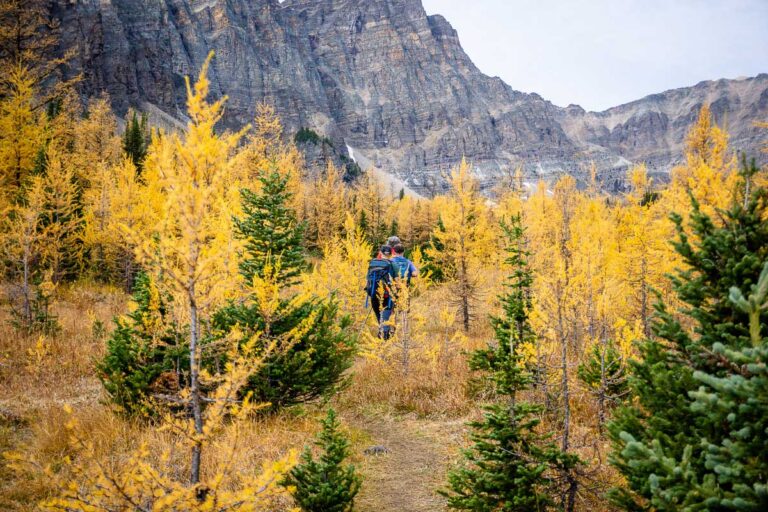 7 Great Larch Hikes in Alberta - Travel Banff Canada