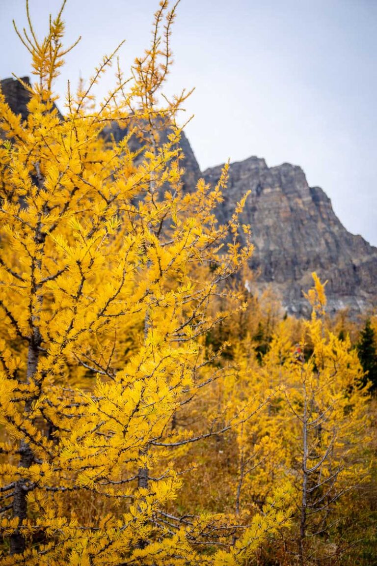 22 AMAZING Larch Hikes in Alberta - Travel Banff Canada