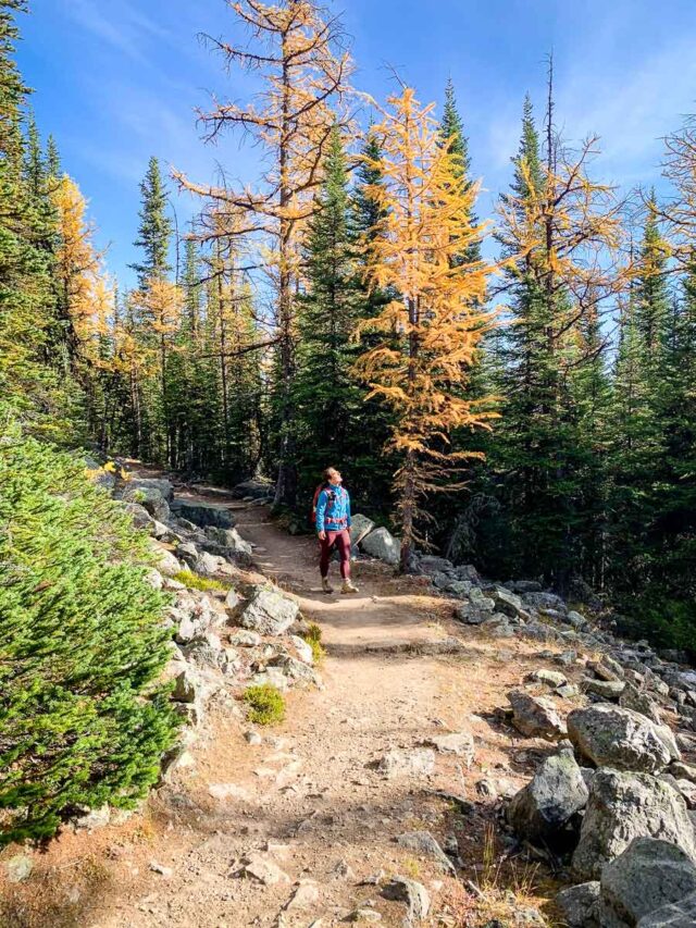 11 Great Larch Hikes in Alberta - Travel Banff Canada