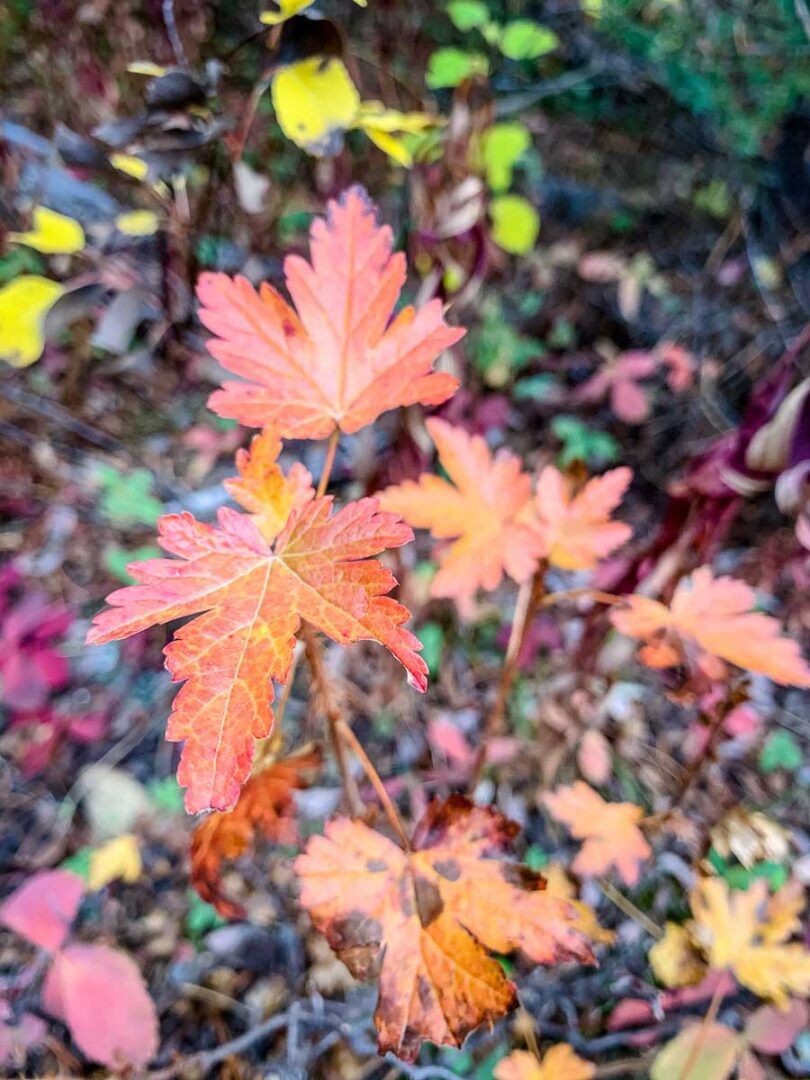 7 Great Larch Hikes in Alberta - Travel Banff Canada