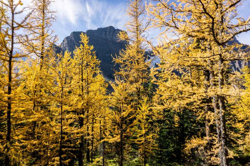 7 Great Larch Hikes in Alberta - Travel Banff Canada