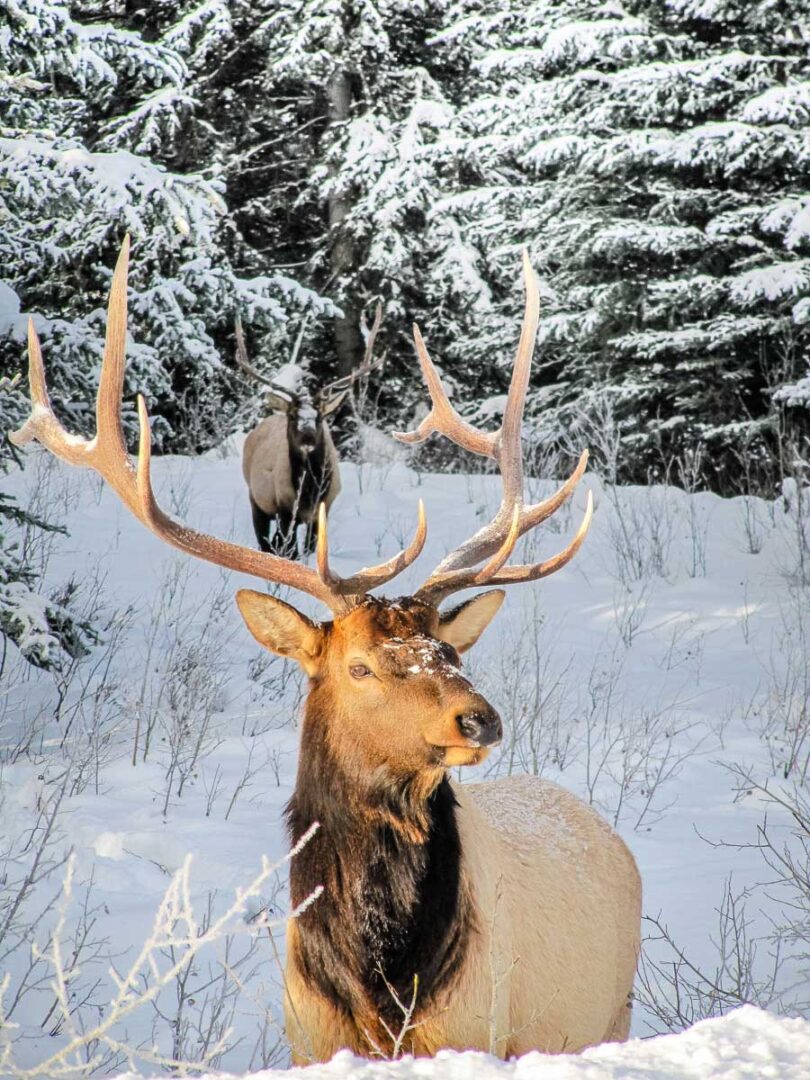 Your Ultimate Guide to Banff in April - Travel Banff Canada