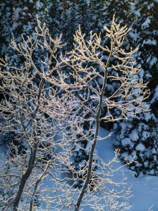 Visiting Banff in December - Travel Banff Canada