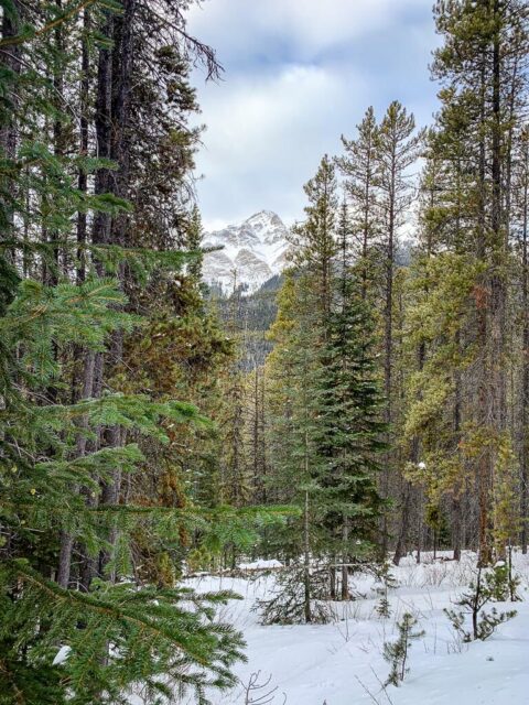 Cascade Amphitheatre Snowshoe Trail in Banff - Travel Banff Canada
