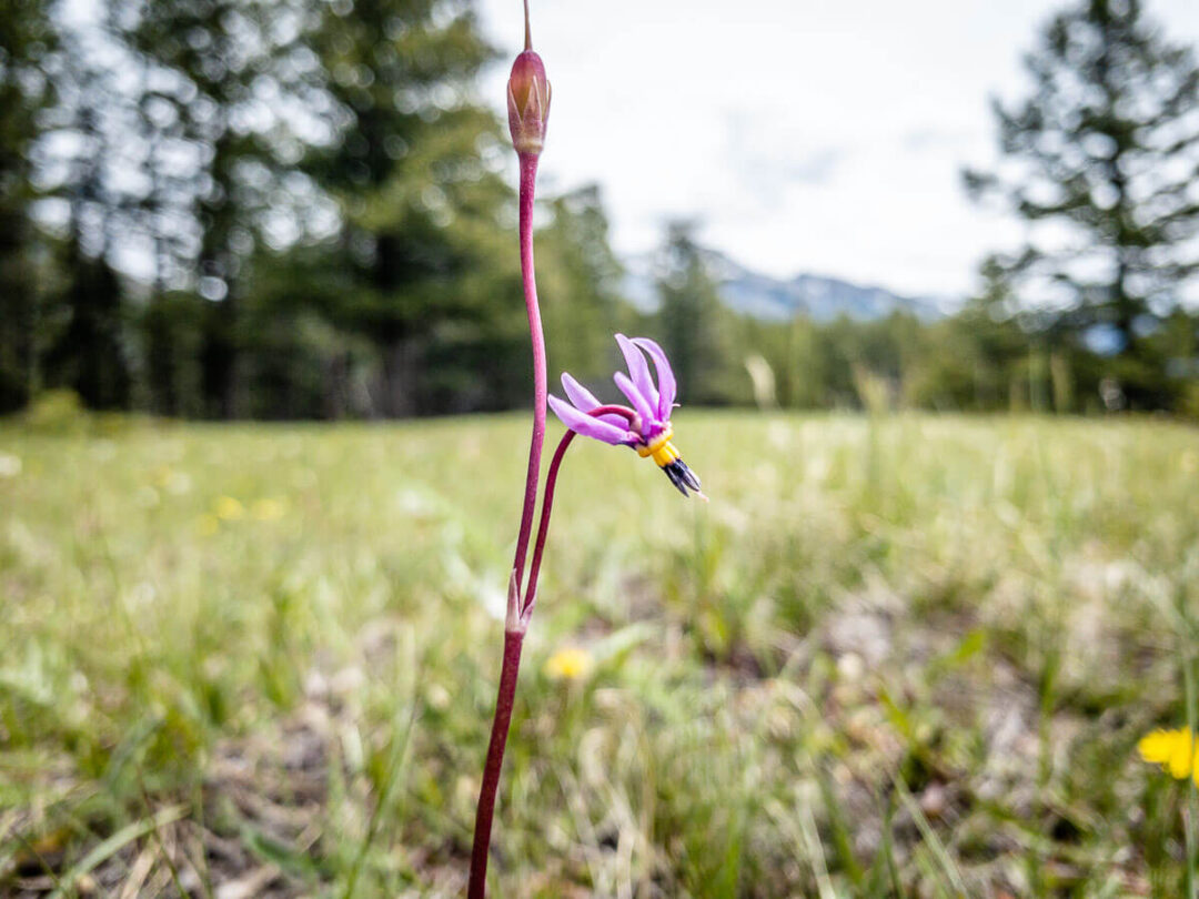 Johnson Lake Hike - Banff - Travel Banff Canada