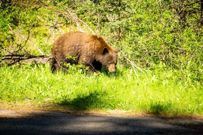 Visiting Banff in August: Guide from a Local - Travel Banff Canada