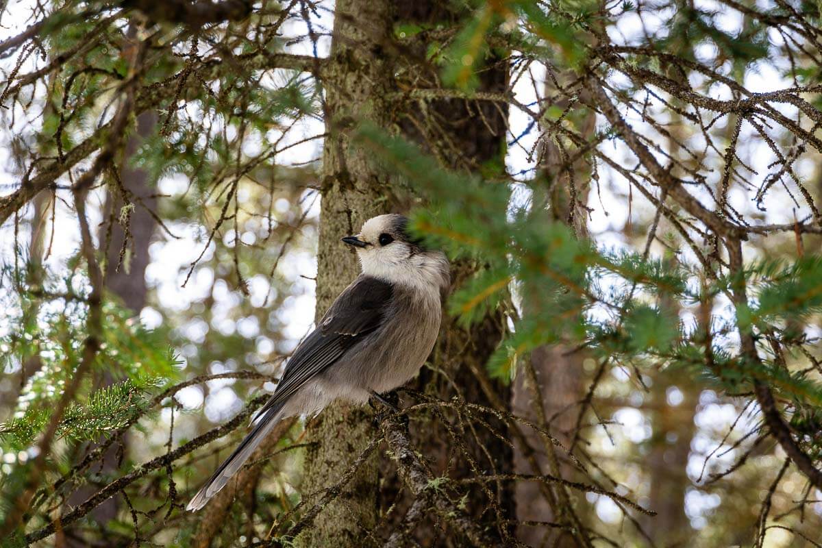 Johnston Canyon in 2021 - Travel Banff Canada