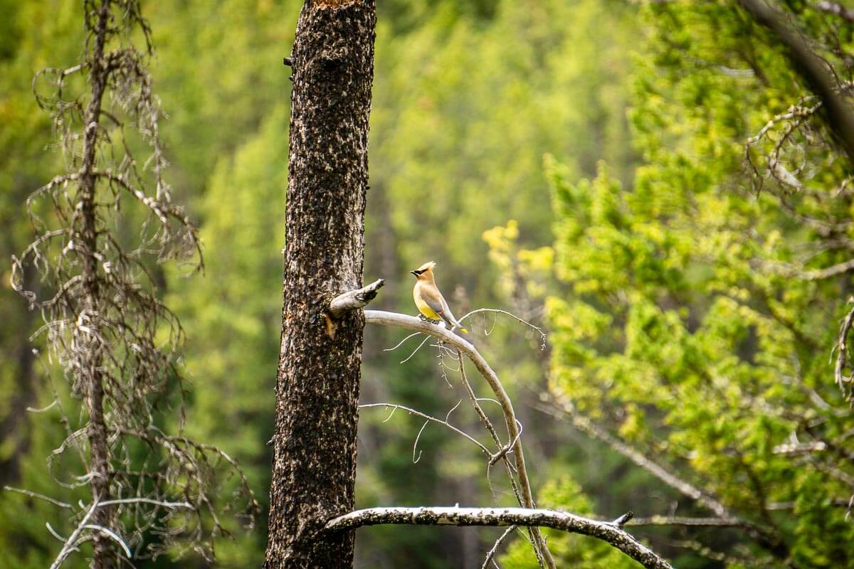 8 Things to do at Johnson Lake in Banff - Travel Banff Canada