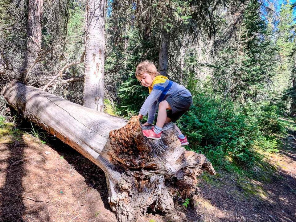 25 Best Banff Hikes with Kids - Travel Banff Canada