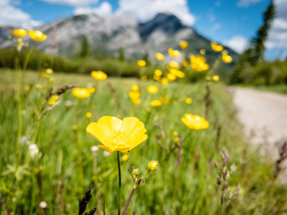 Avoid These 35 Mistakes when Visiting Banff National Park - Travel ...