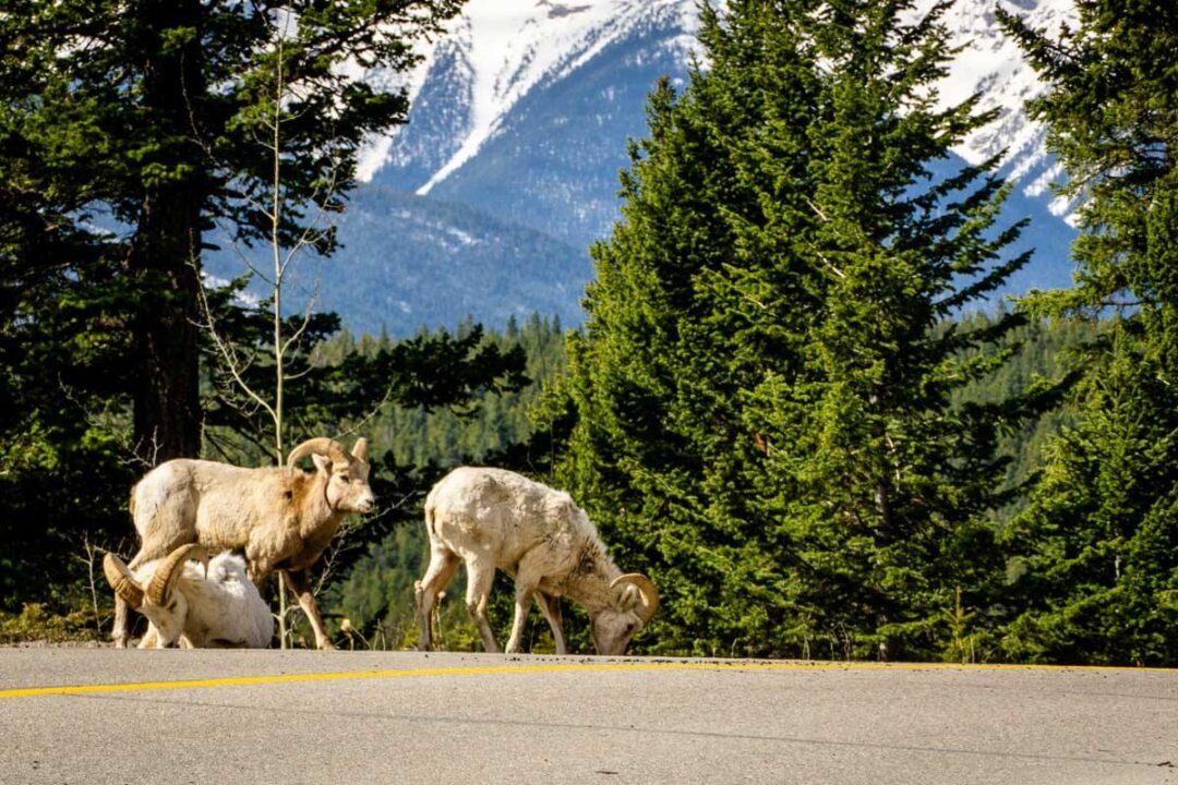 Cycling the Lake Minnewanka Loop in Banff National Park - Travel Banff ...