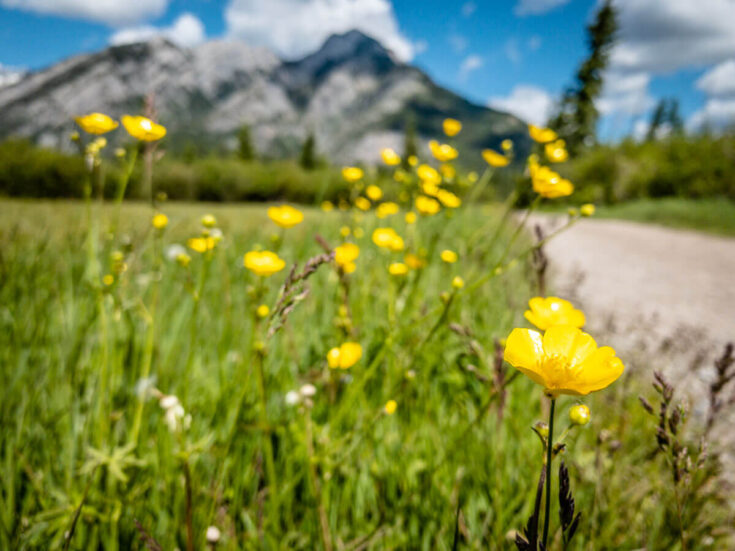 10 Amazing Hikes in the Banff Townsite – No Car Required! - Travel ...