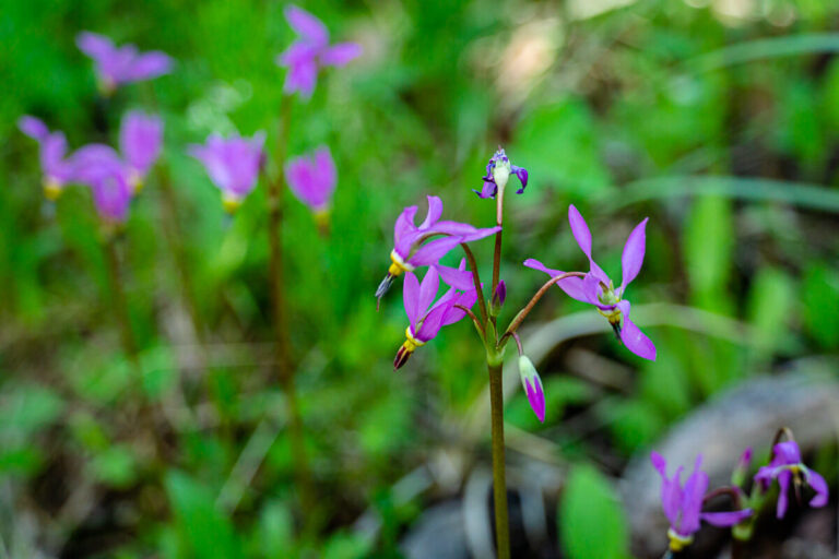 Find the Best Time to Visit Banff National Park - Travel Banff Canada