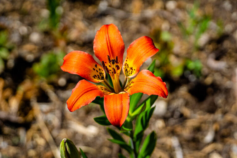 Canmore with Kids – A Guide By a Local Family - Travel Banff Canada