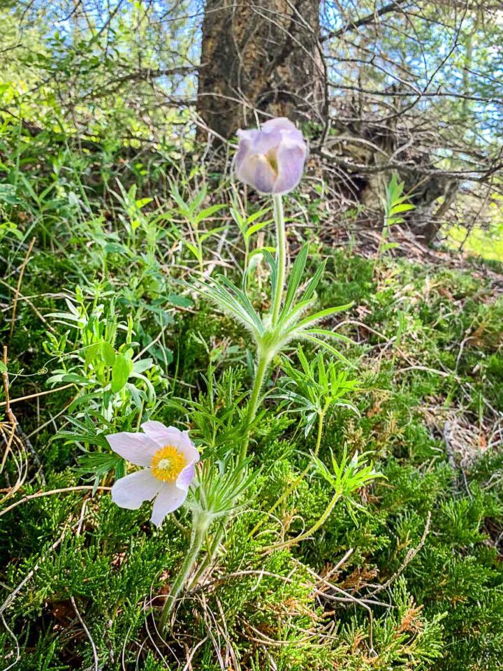 Montane Interpretive Trail in Kananaskis - Travel Banff Canada