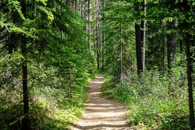Castle Mountain Lookout Hike in Banff National Park - Travel Banff Canada