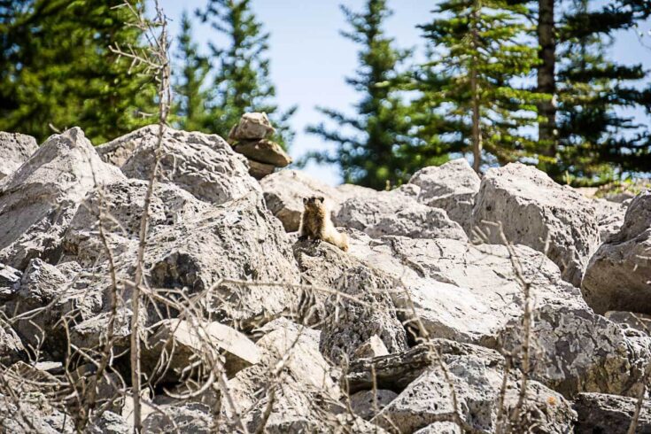 Hiking the C Level Cirque Trail in Banff National Park - Travel Banff ...