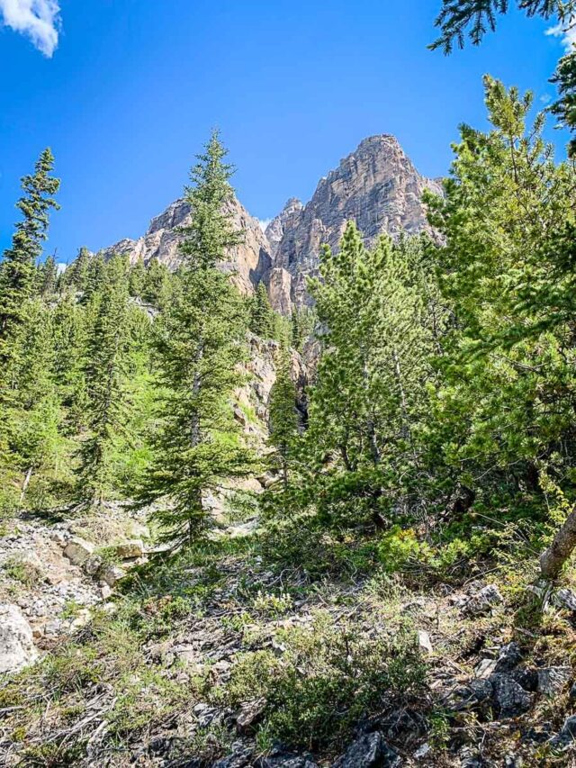 Castle Mountain Lookout Hike in Banff National Park - Travel Banff Canada