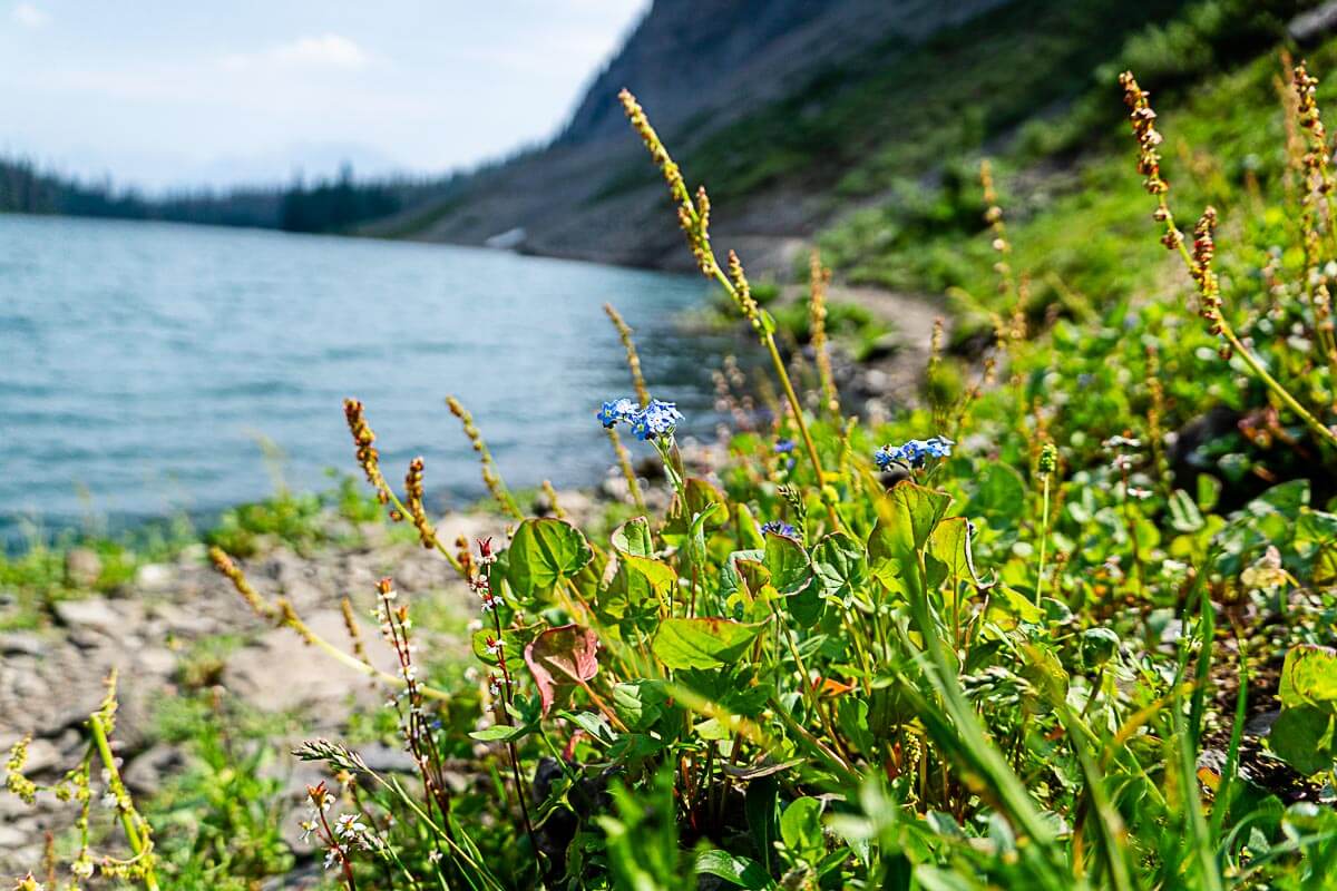 Rawson Lake Hike in Kananaskis - Travel Banff Canada