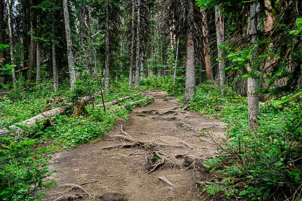 Sarrail Ridge Hike in Kananaskis - Travel Banff Canada