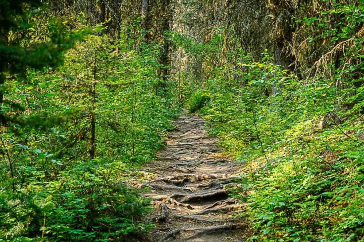 Hiking the C Level Cirque Trail in Banff National Park - Travel Banff ...