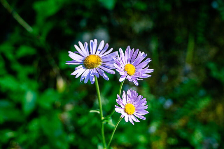Hiking to Boom Lake in Banff National Park - Travel Banff Canada