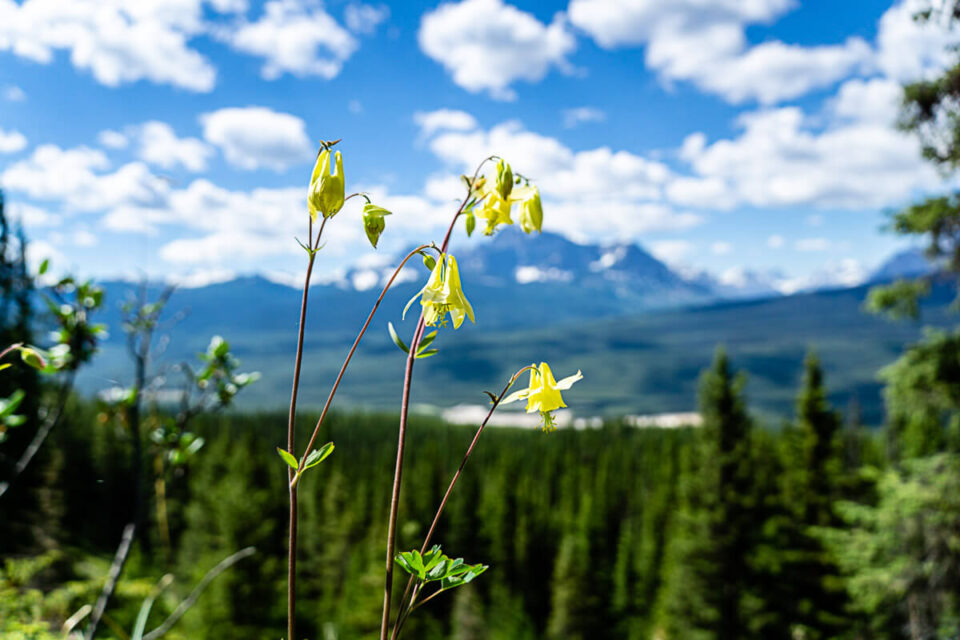 Castle Mountain Lookout Hike in Banff National Park - Travel Banff Canada