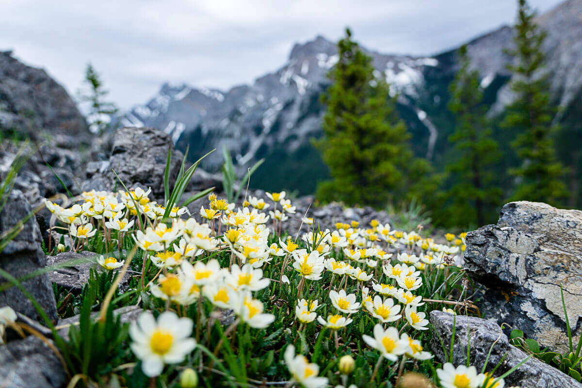 Wasootch Ridge Hike in Kananaskis - Travel Banff Canada