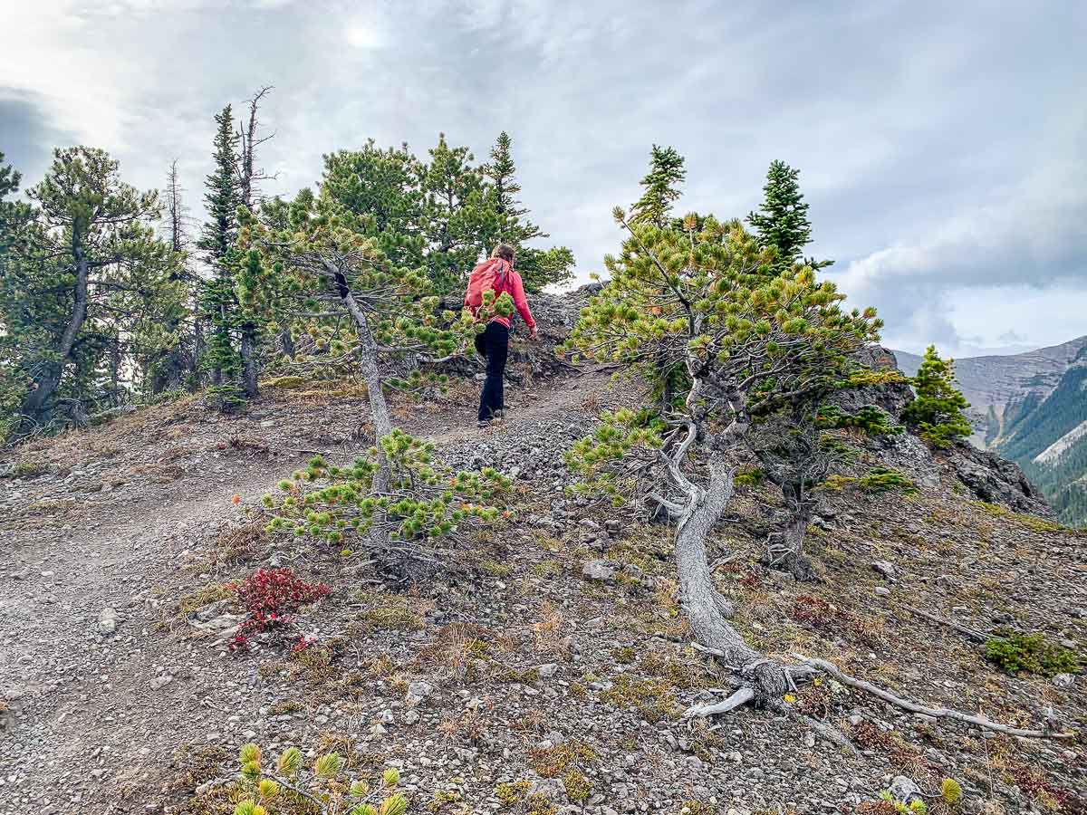 Wasootch Ridge Hike in Kananaskis - Travel Banff Canada