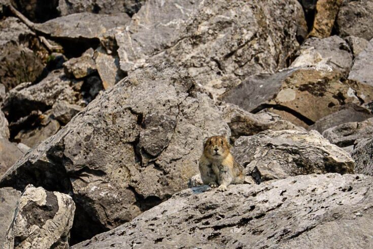 Hiking the C Level Cirque Trail in Banff National Park - Travel Banff ...