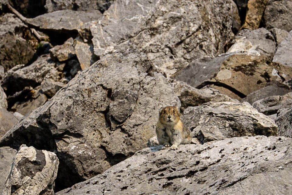 Hiking the C Level Cirque Trail in Banff National Park - Travel Banff ...