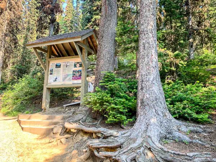 Lake Agnes Tea House Hike - A MUST-DO Lake Louise Hike - Travel Banff ...