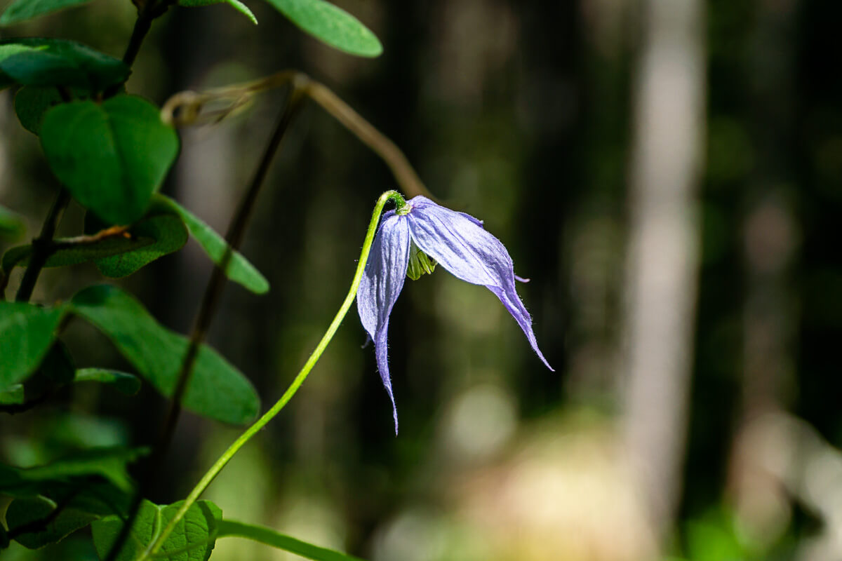 Castle Mountain Lookout Hike in Banff National Park - Travel Banff Canada