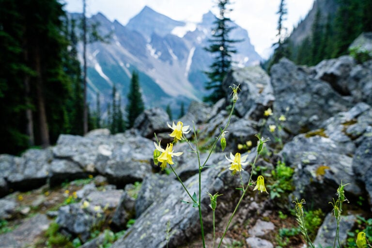 Banff in July: Weather, Tips & Things to Do - Travel Banff Canada