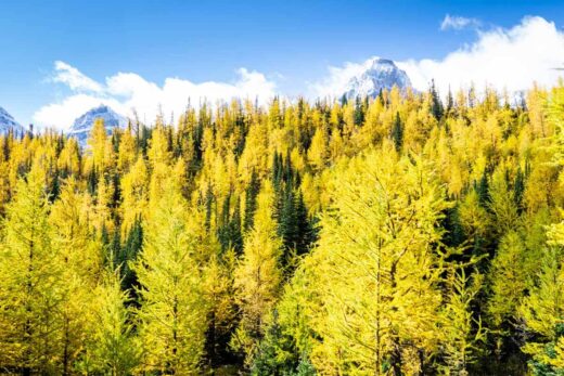 Larch Valley Hike in Banff National Park (Updated for 2025) - Travel ...