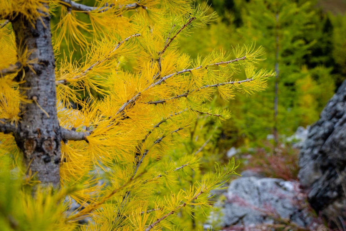 Pocaterra Ridge Trail in Kananaskis - Travel Banff Canada