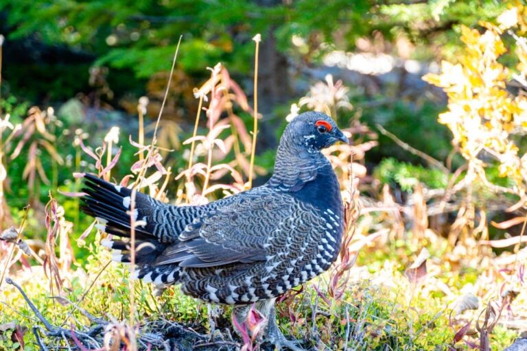 Rummel Lake Hike in Kananaskis - Travel Banff Canada