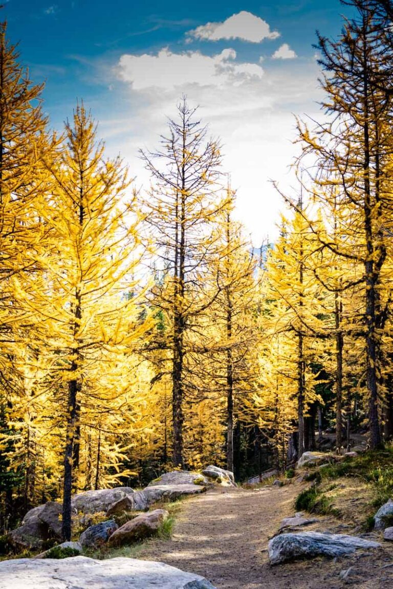 Sentinel Pass Hike via Larch Valley in Banff National Park - Travel ...