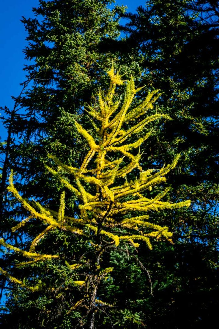 Rummel Lake Hike in Kananaskis - Travel Banff Canada