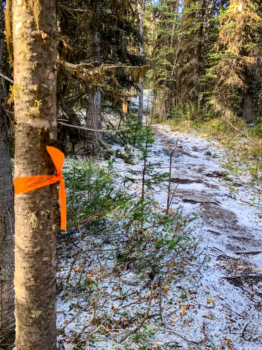 Pocaterra Ridge Trail in Kananaskis - Travel Banff Canada