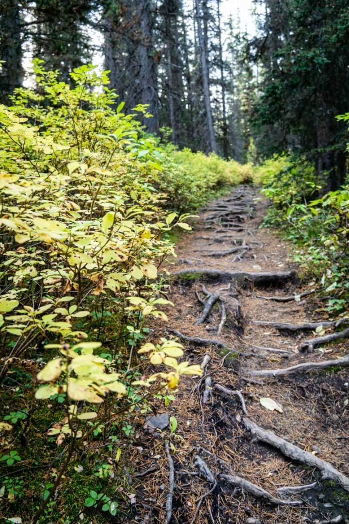 Arnica Lake Trail in Banff National Park - Travel Banff Canada